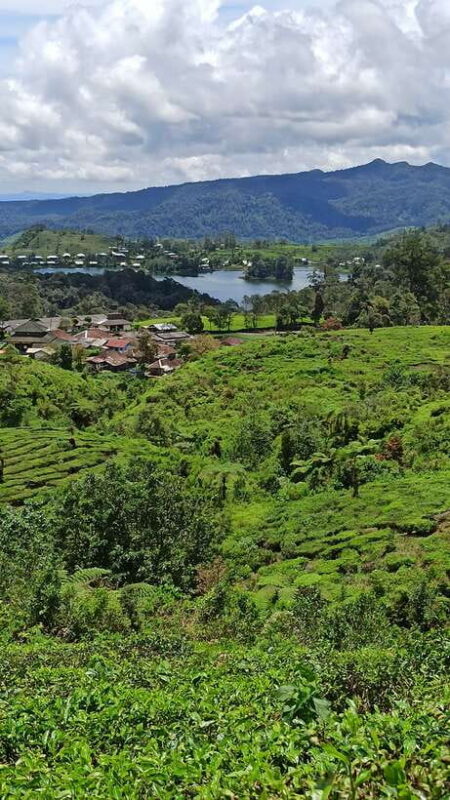 Volcano, Hot Spring, Mud Bathing, & Tea Tour all included - Practical Tips for Travelers