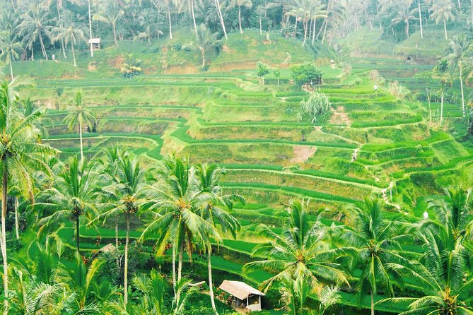 Volcano Jeep Adventure and Ubud Tour - In The Sum Up