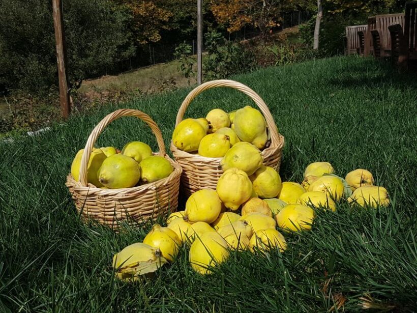 Volos: Cook Like a Local at a Greek Farm - Sitting Down to Feast