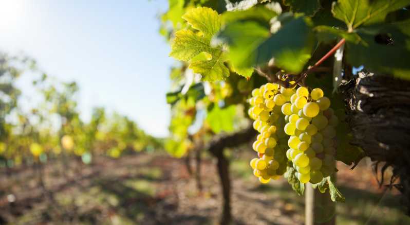 Vouvray wine half-day tour from Tours - Detailed Breakdown of the Itinerary