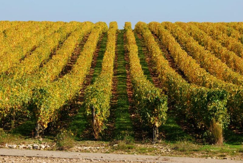 Vouvray wine half-day tour from Tours - Value and Overall Impression