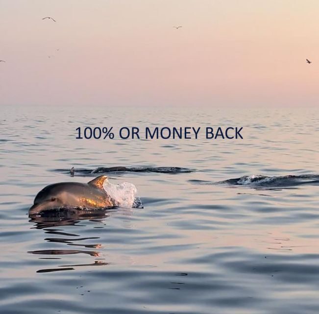 Vrsar: Dolphin Sunrise Adventure with Speedboat - Who Should Consider This Tour?