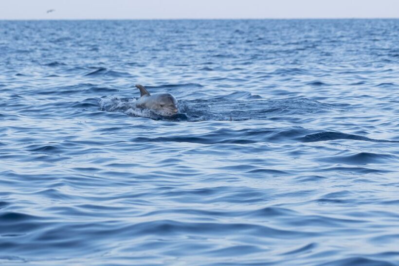 Vrsar: Dolphin Sunrise Adventure with Speedboat - FAQs