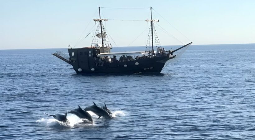 Vrsar: Dolphin Watching Boat Ride - An In-Depth Look at the Experience
