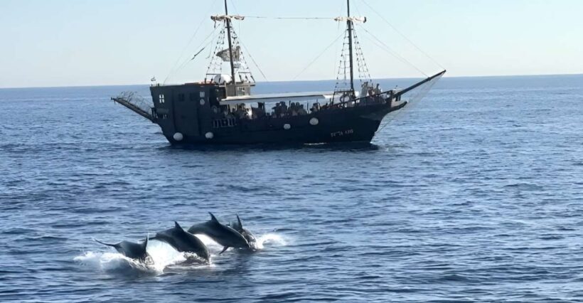 Vrsar: Dolphin Watching Boat Ride - FAQ