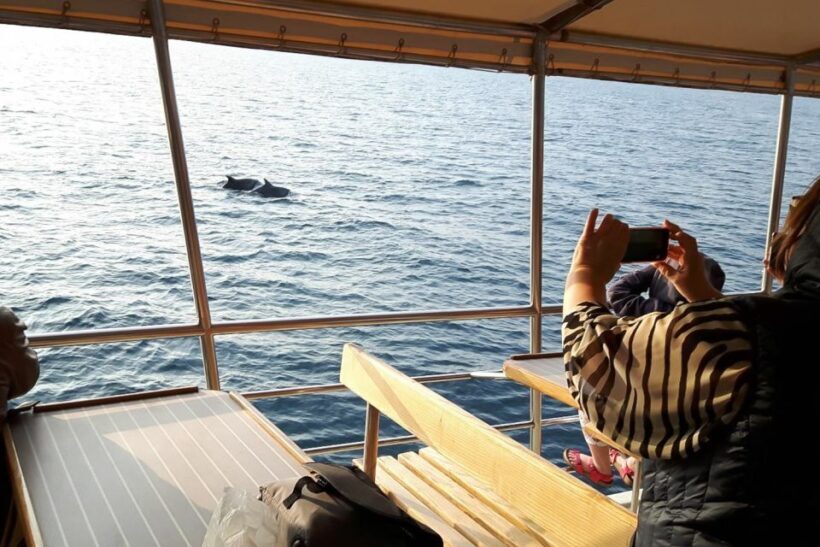 Vrsar: Dolphin Watching Boat Tour including Drinks - Introduction