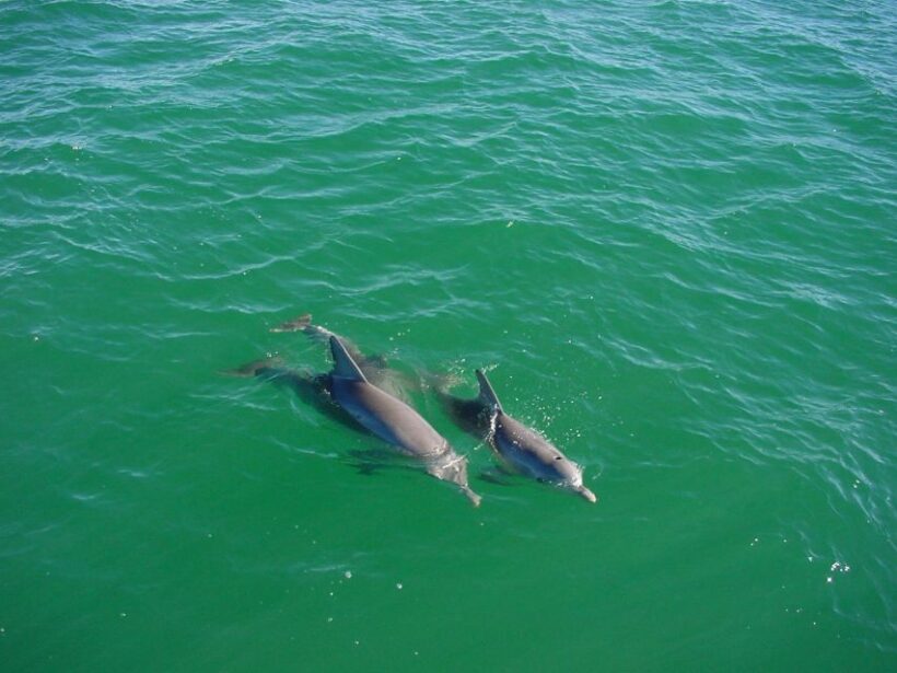 Vrsar: Dolphin Watching Boat Tour including Drinks - Authentic Traveler Feedback