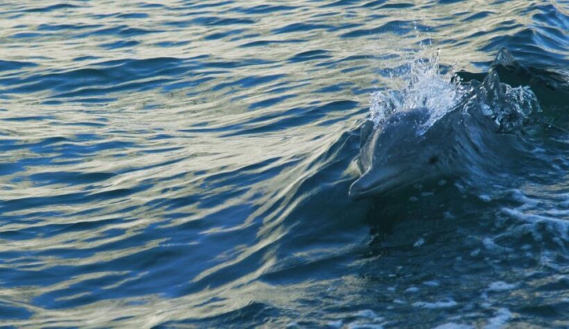 Vrsar: Dolphin Watching Boat Tour including Drinks - FAQ
