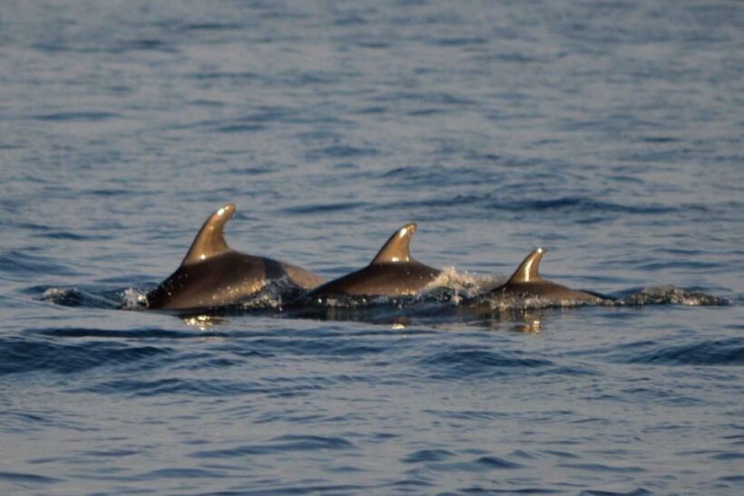 Vrsar: Dolphin Watching Boat Tour including Drinks - What Makes This Dolphin Watching Tour Stand Out