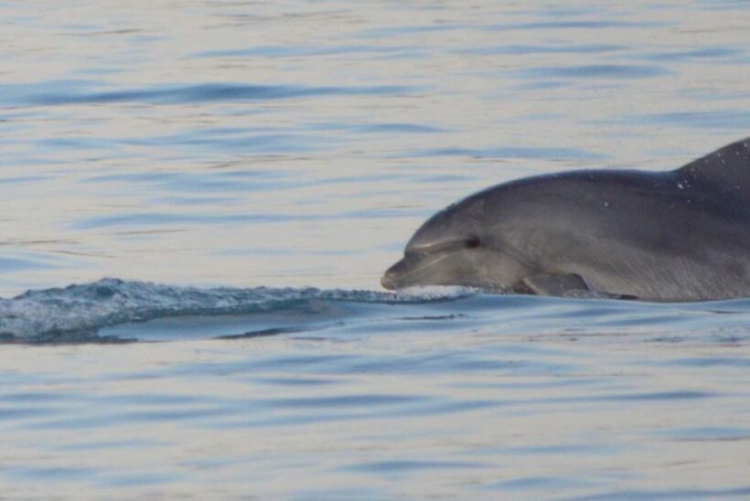 Vrsar: Dolphin Watching Boat Tour including Drinks - Authenticity and Value