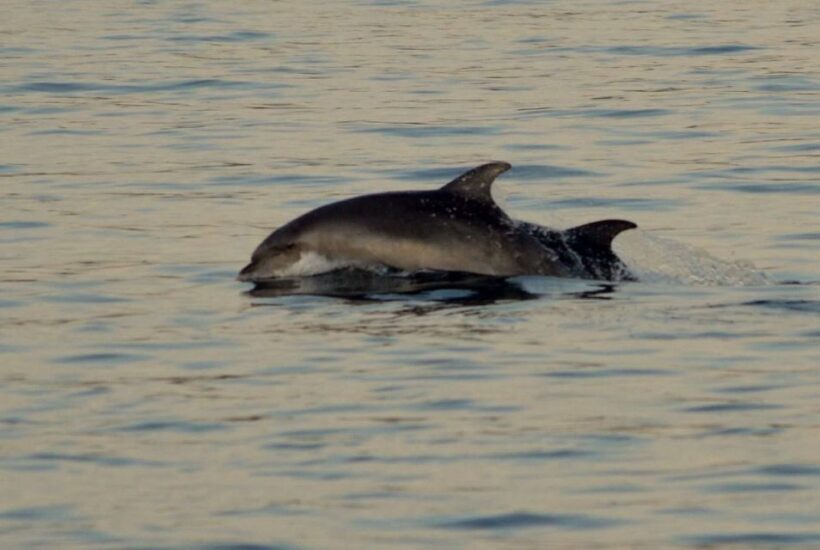 Vrsar: Dolphin Watching Boat Tour including Drinks - Who Should Book This Tour?