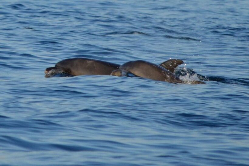 Vrsar: Dolphin Watching Boat Tour including Drinks - The Sum Up: A Genuine Adriatic Experience Worth Trying