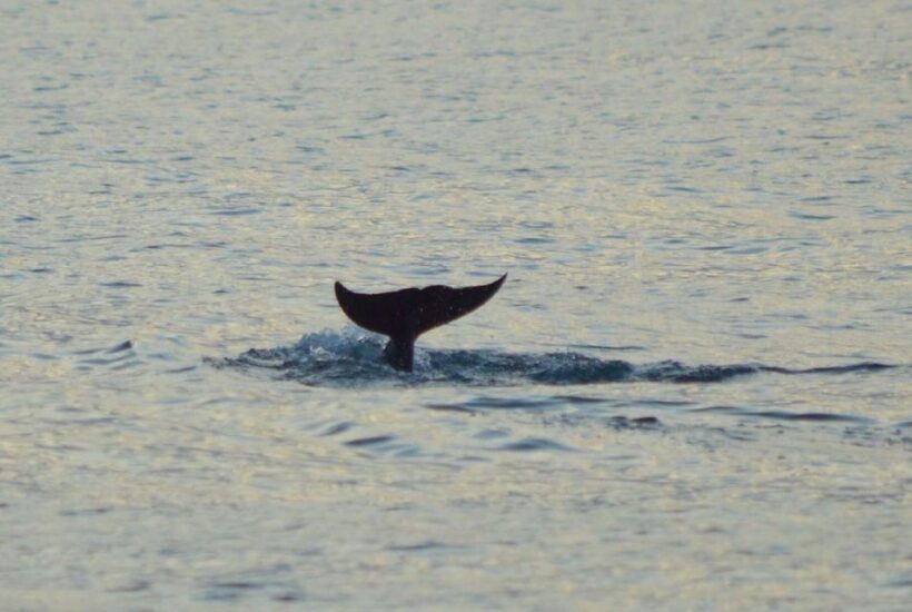 Vrsar: Dolphin Watching Boat Tour including Drinks - FAQ