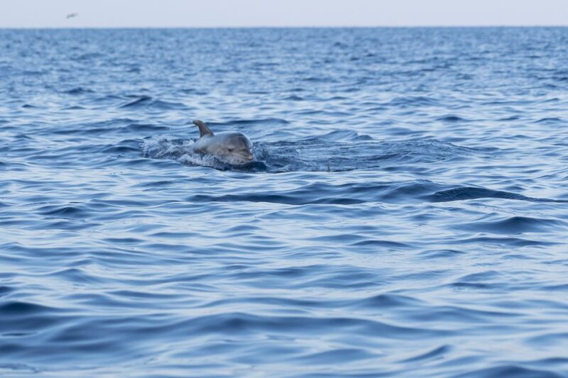 Vrsar: Dolphin-Watching Sunset Adventure with Speedboat - What’s Included and What to Know Before You Go