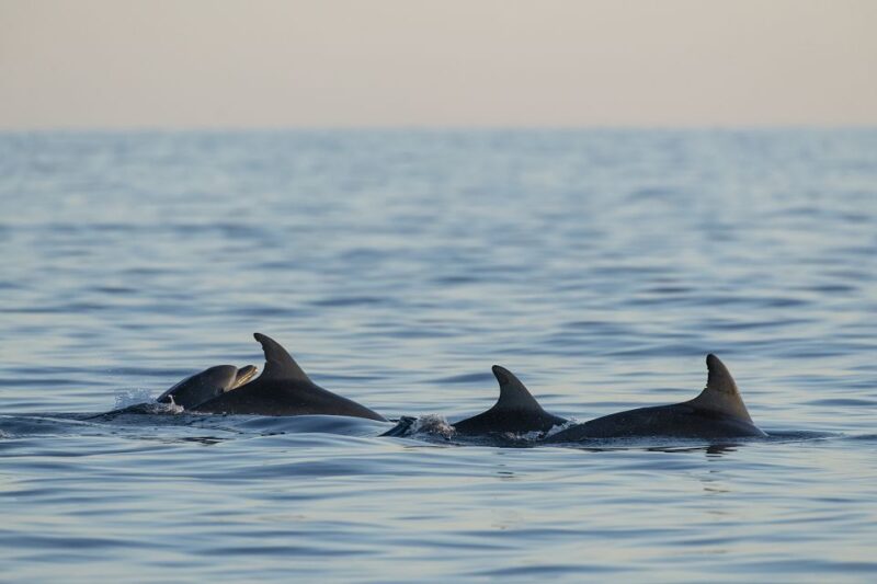 Vrsar: Dolphin-Watching Sunset Adventure with Speedboat - Authentic Experiences as Told by Travelers