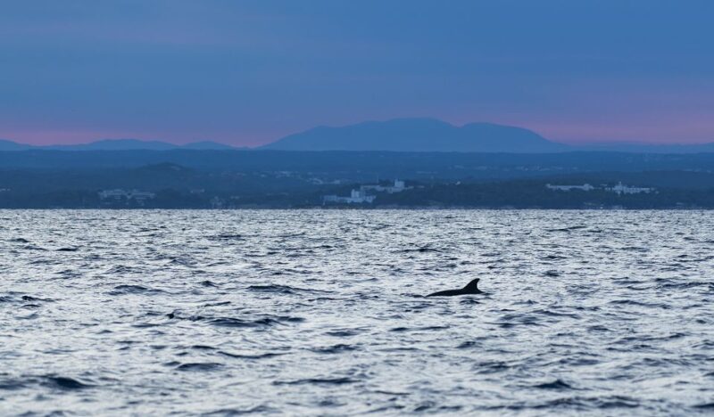 Vrsar: Dolphin-Watching Sunset Adventure with Speedboat - Why This Tour May Be Perfect for You