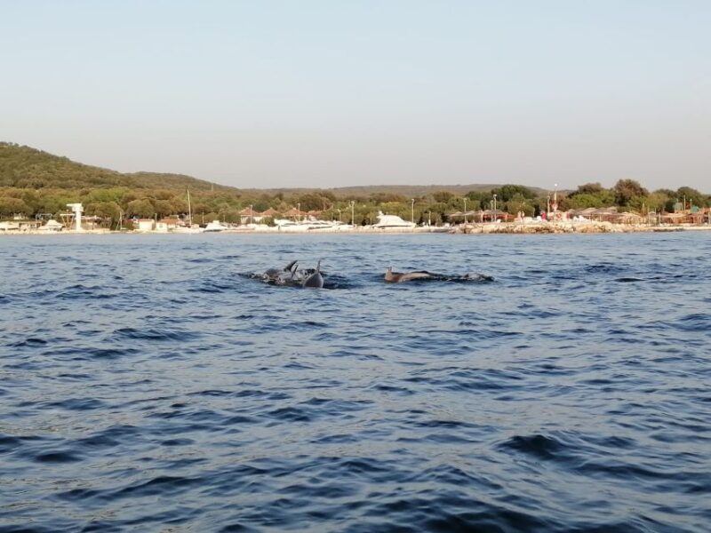 Vrsar: Dolphin-Watching Sunset Adventure with Speedboat - The Sum Up