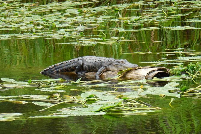 Waccamaw River Nature and Wildlife Tour - The Sum Up: A Worthwhile Addition to Your Myrtle Beach Trip