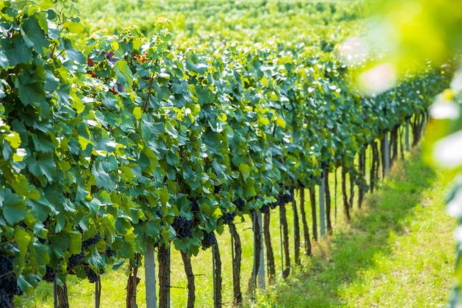 Wachau Valley Kayak & Wine Tour - Frequently Asked Questions