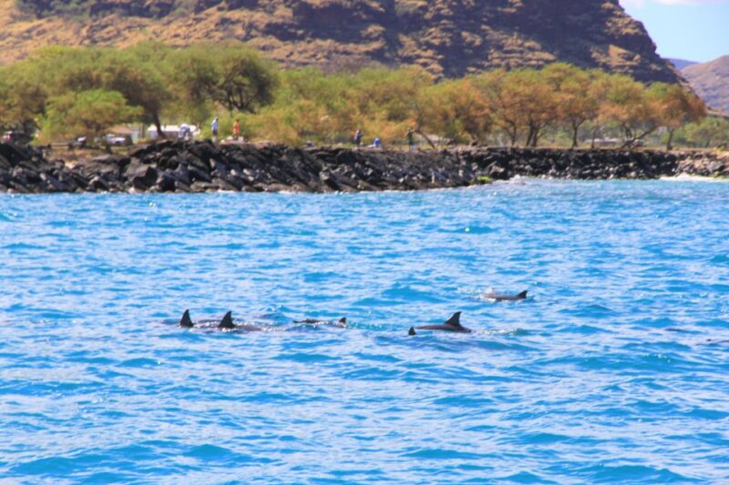 Waianae, Oahu: Swim with Dolphins (Semi-Private Boat Tour) - Pricing and Value