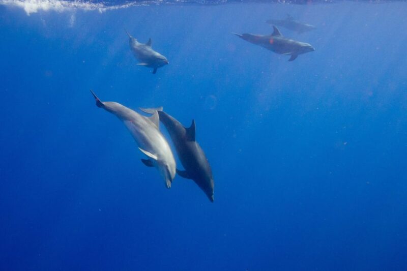 Waianae, Oahu: Swim with Dolphins (Semi-Private Boat Tour) - Authentic Marine Encounters and Scenic Views