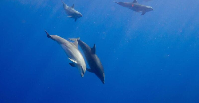 Waianae, Oahu: Swim with Dolphins (Semi-Private Boat Tour) - The Sum Up