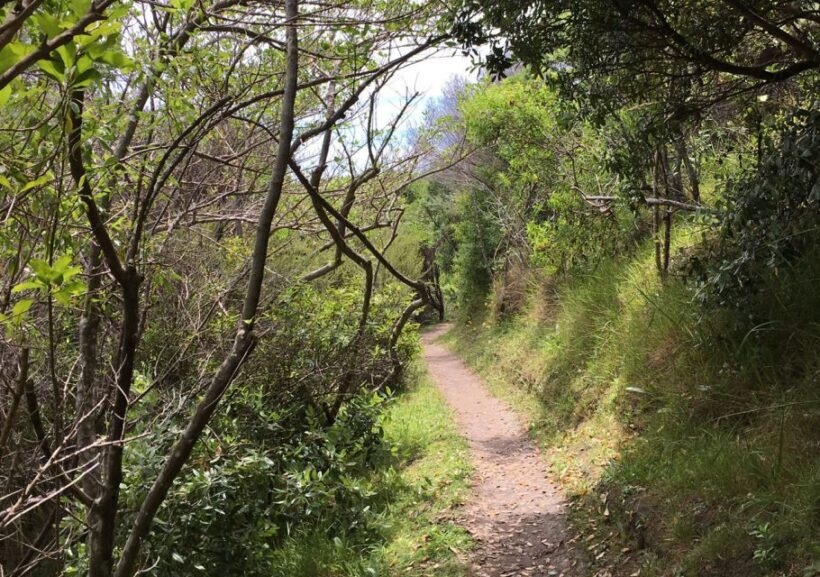 Waiheke Island: Double Headland Premium Guided Coastal Walk - Final Thoughts: Is It Worth It?