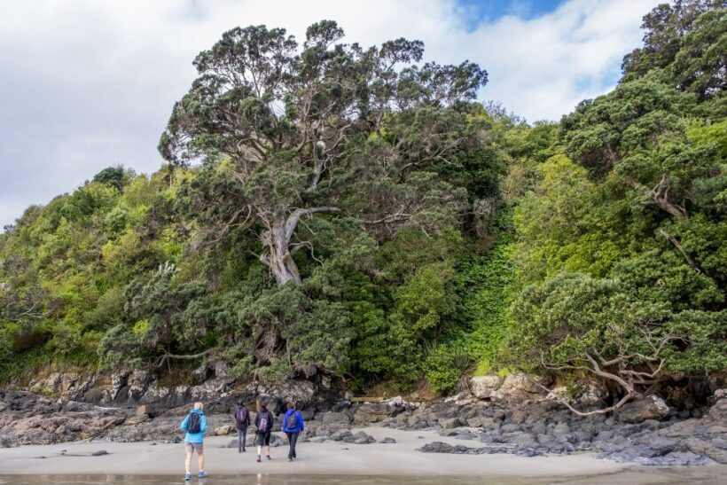 Waiheke Island: Forest and Beach Premium Guided Walk - Key Points