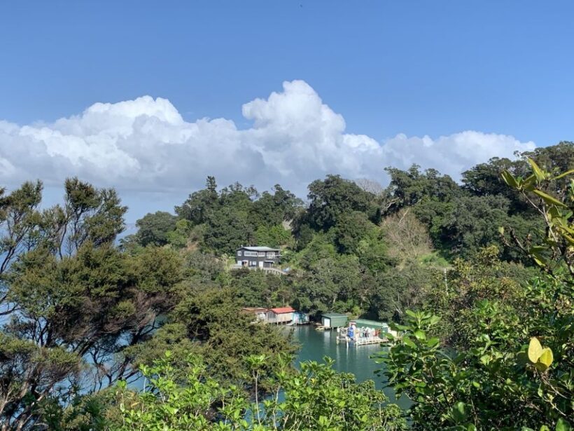 Waiheke Island: Forest and Beach Premium Guided Walk - An In-Depth Look at Waiheke Island’s Forest and Beach Walk