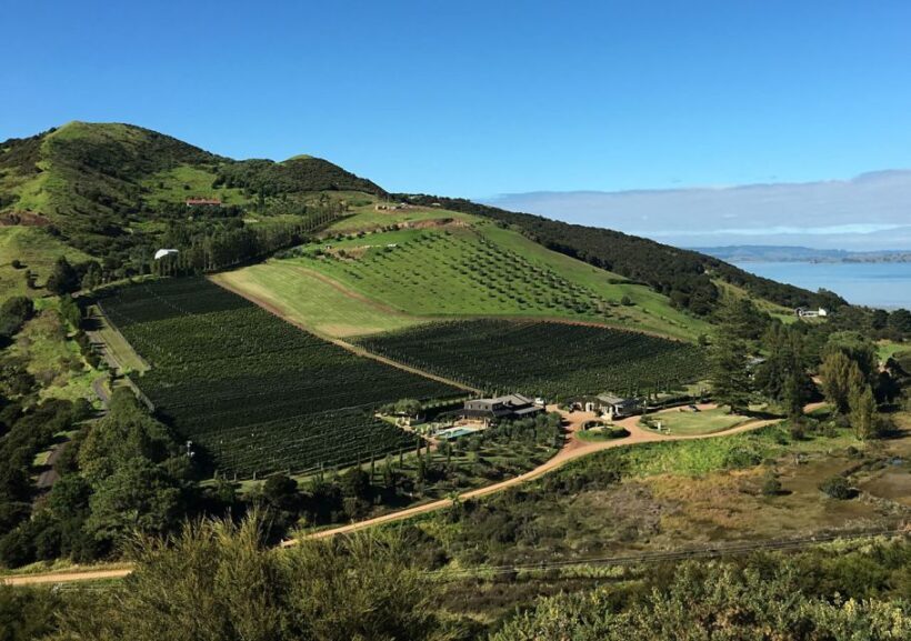 Waiheke Island: Premium Vineyard, Wine Tasting and Bush Walk - Key Points