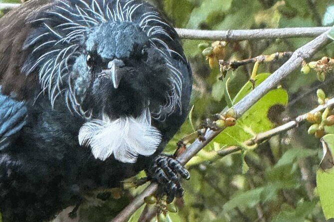 Waiheke Island Private Birding Tour - Thorough Breakdown of the Experience