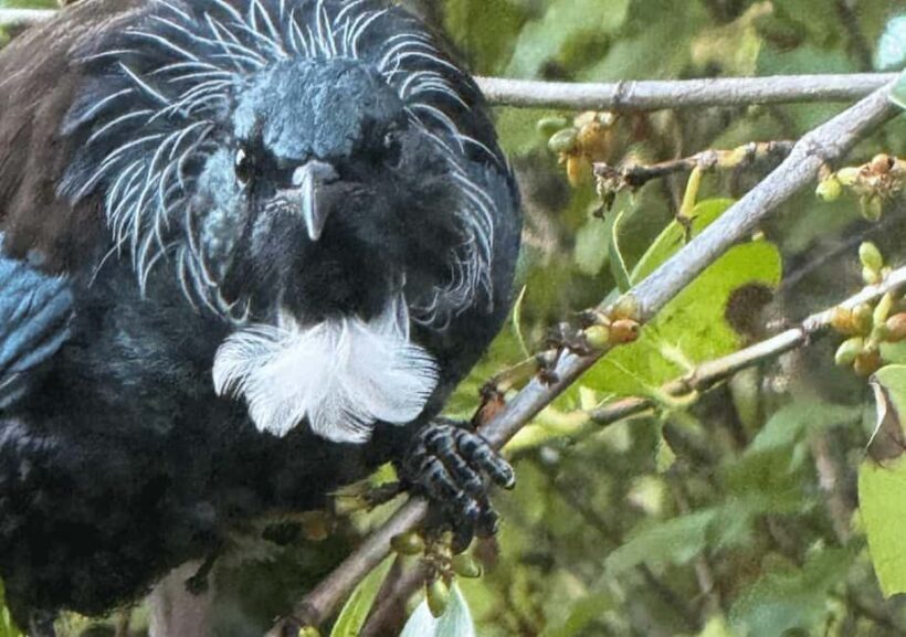 Waiheke Island: Private Birding Tour | Terra & Tide - Key Points