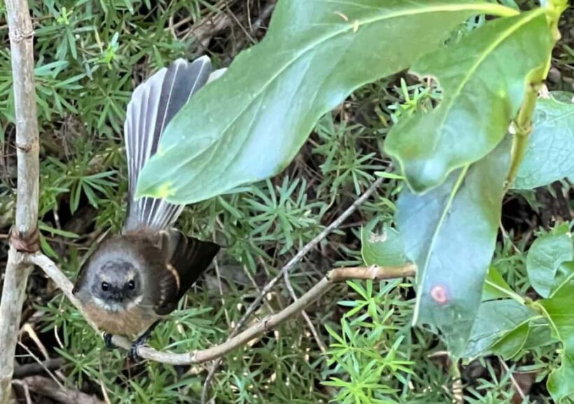 Waiheke Island: Private Birding Tour | Terra & Tide - Final Thoughts and Who It’s Best For