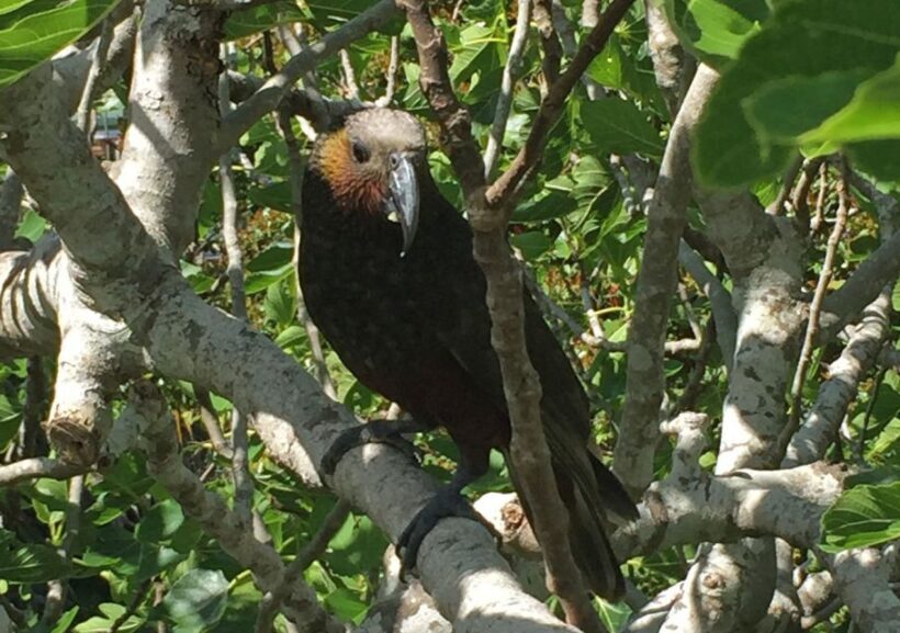 Waiheke Island: Private Guided Te Ara Hura 5-Day Walk - Discover Waiheke Island Through Te Ara Hura’s Eyes