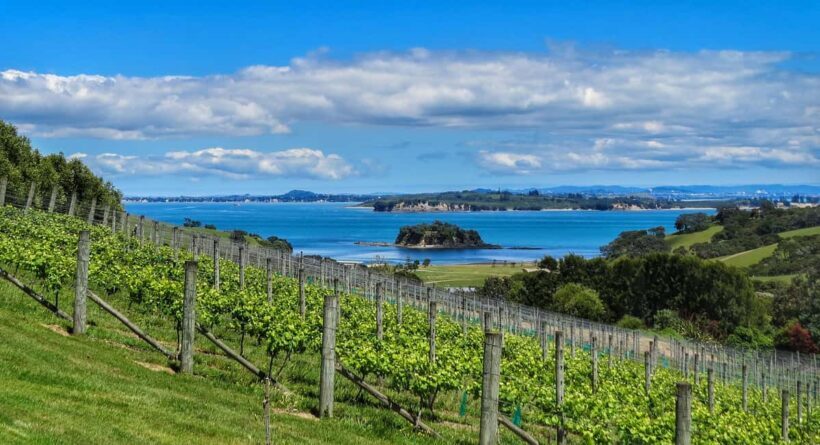 Waiheke Island: The Afternoon Wine Affair with VIP lunch - Key Points
