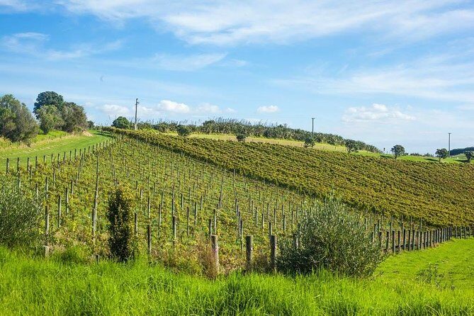 Waiheke island wine tours with Waitiki Tours - The Sum Up: The Best of Waiheke in a Small-Group Setting