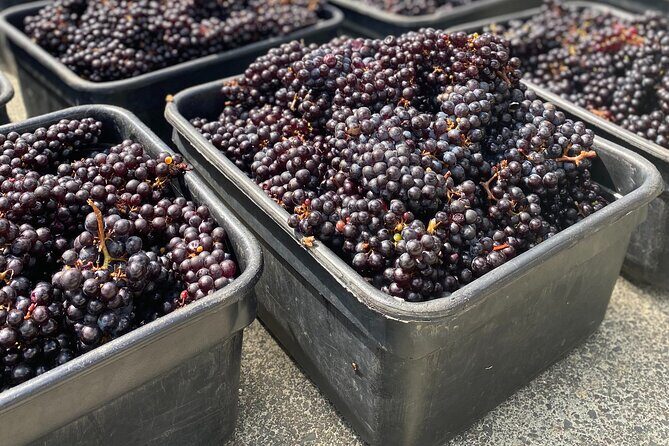 Waiheke Island Winery Tour - An In-Depth Look at the Waiheke Island Winery Tour