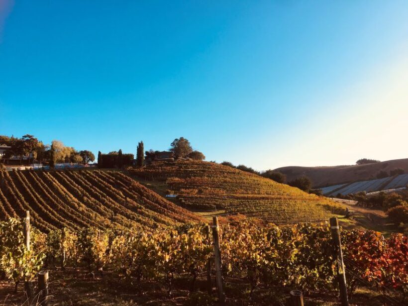 Waiheke: Scenic Taste and Graze Tour with Wine, Whisky, Beer - Key Points