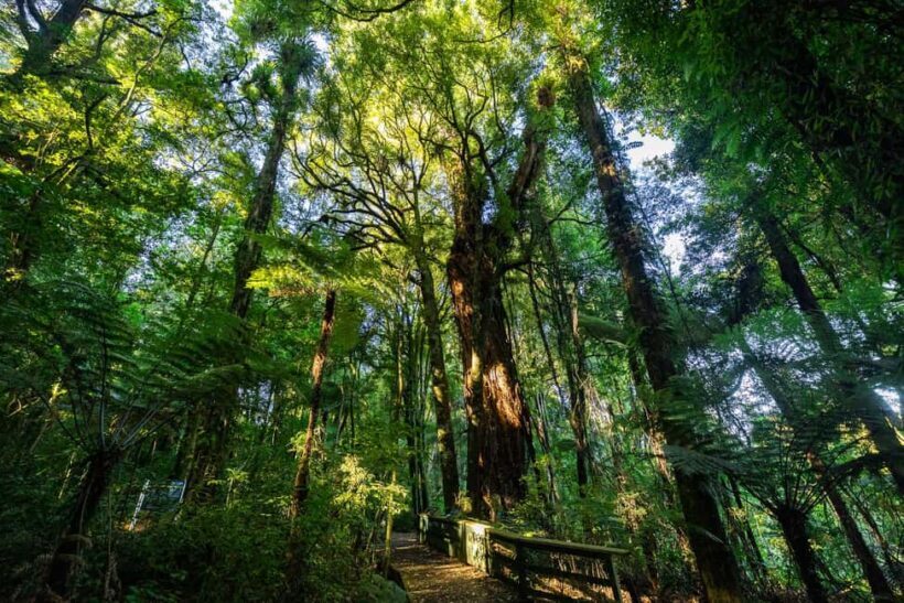 Waikato: Ancient Forest Guided Tour - Birdwatching and Wildlife Highlights
