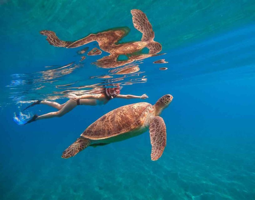 Waikiki: 5-in-1 Turtle Snorkeling Trip with Transfer - Considerations and Possible Downsides