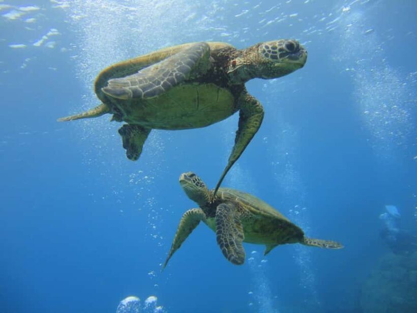 Waikiki: AM Paradise Honu Snorkeling - Why Snorkeling Here Is Special