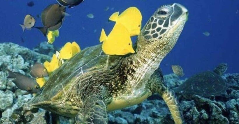 Waikiki Beach: Turtle Snorkeling and Sailing on Hwea - Final Thoughts