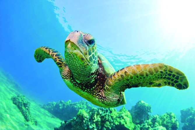 Waikiki Catamaran Adventure: Snorkel with Sea Turtles - Practical Tips