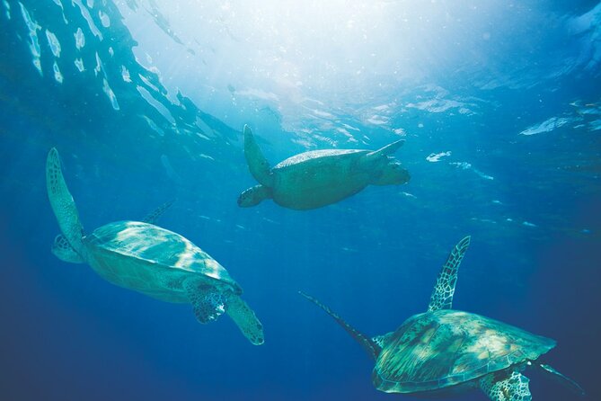 Waikiki Catamaran Adventure: Snorkel with Sea Turtles - FAQs