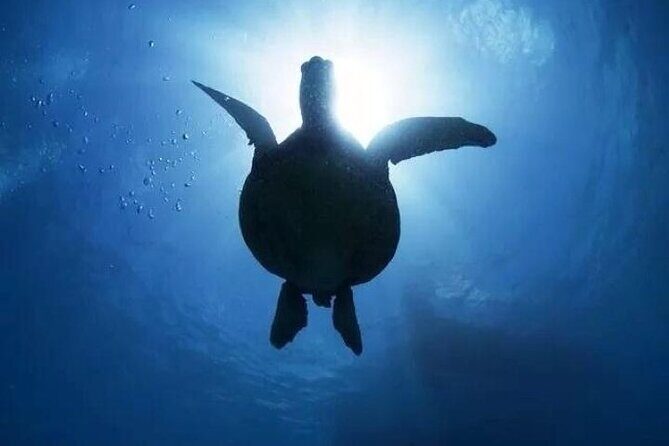 Waikiki Catamaran Snorkel Sail: Turtles Guaranteed - An Open Window to Waikiki’s Coastline and Underwater Life