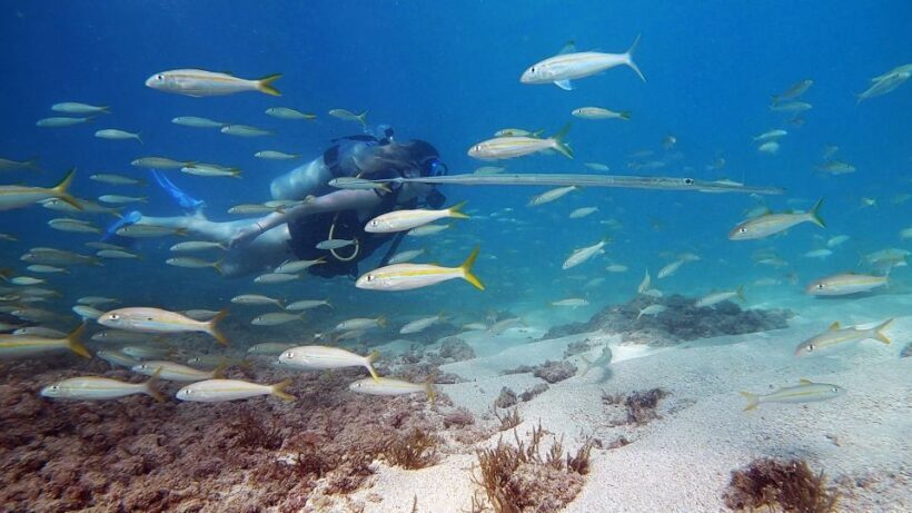 Waikiki: Honolulu Beginner Scuba Diving with Videos - Who Will Enjoy This Tour Most?