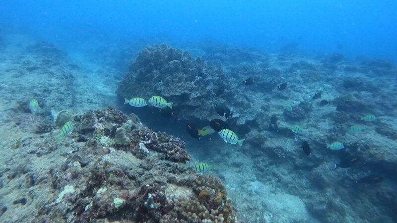Waikiki: Honolulu Beginner Scuba Diving with Videos - Final Thoughts: Is It Worth It?