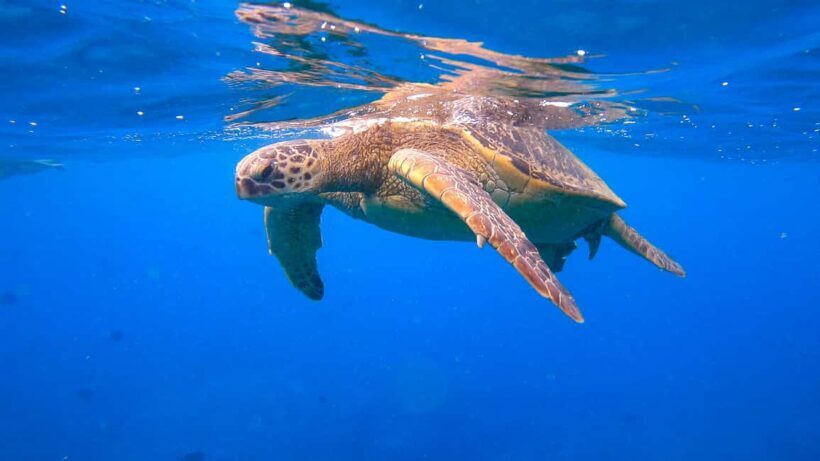 Waikiki: Sail and Turtle Snorkel Experience - Key Points