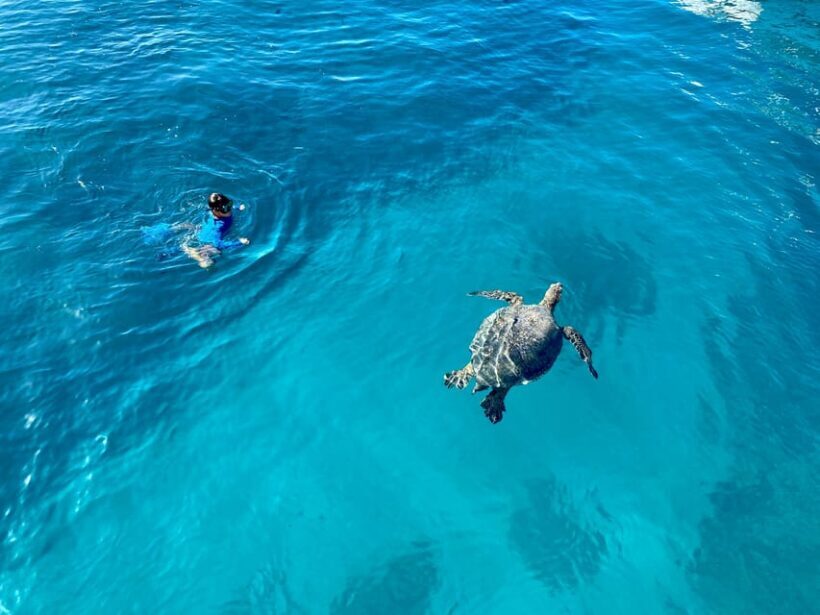 Waikiki: Sea Turtle Snorkeling, Small Group Boat Tour - An In-Depth Look at the Tour
