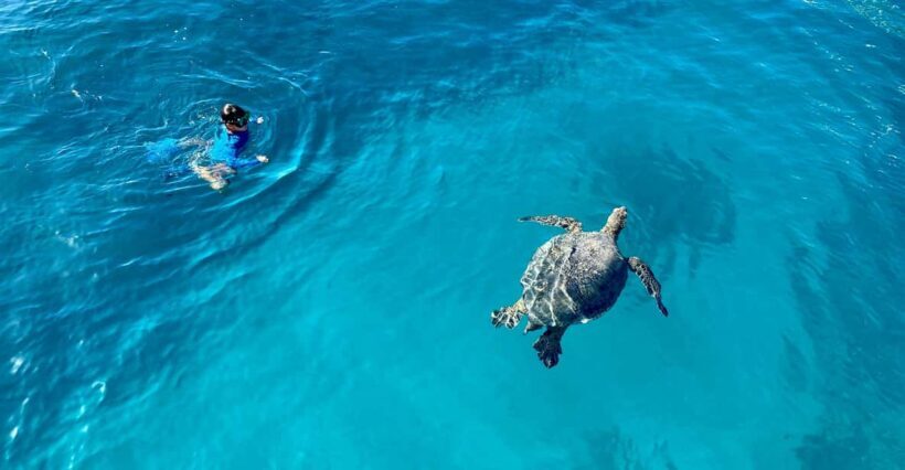 Waikiki: Sea Turtle Snorkeling, Small Group Boat Tour - The Sum Up